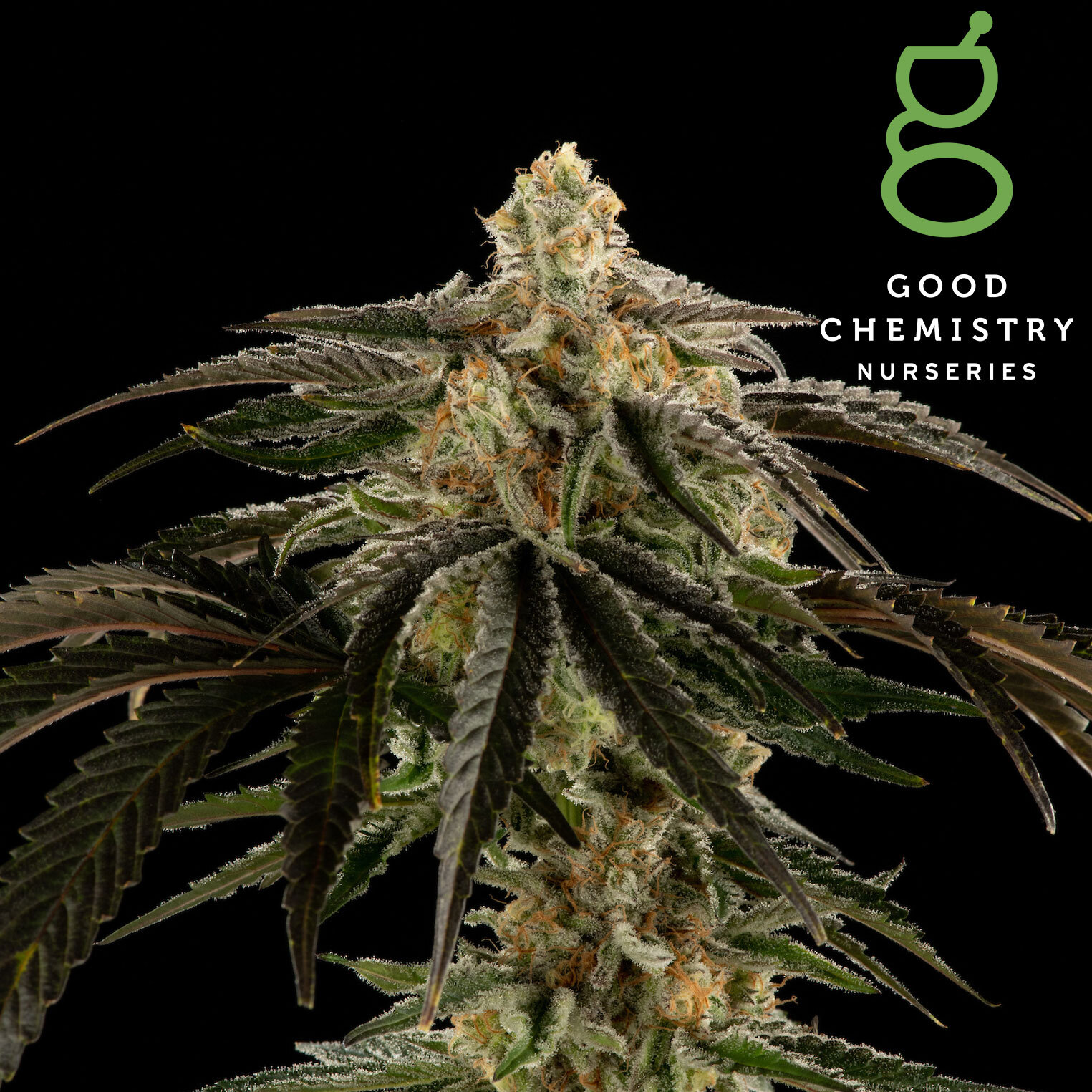 Buy Good Chemistry Nurseries Commando Online - Native Sun Cannabis Buy Good Chemistry Nurseries Commando Online - Native Sun Cannabis